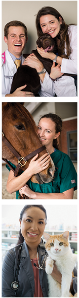 Professional Liability Claims | AVMA PLIT